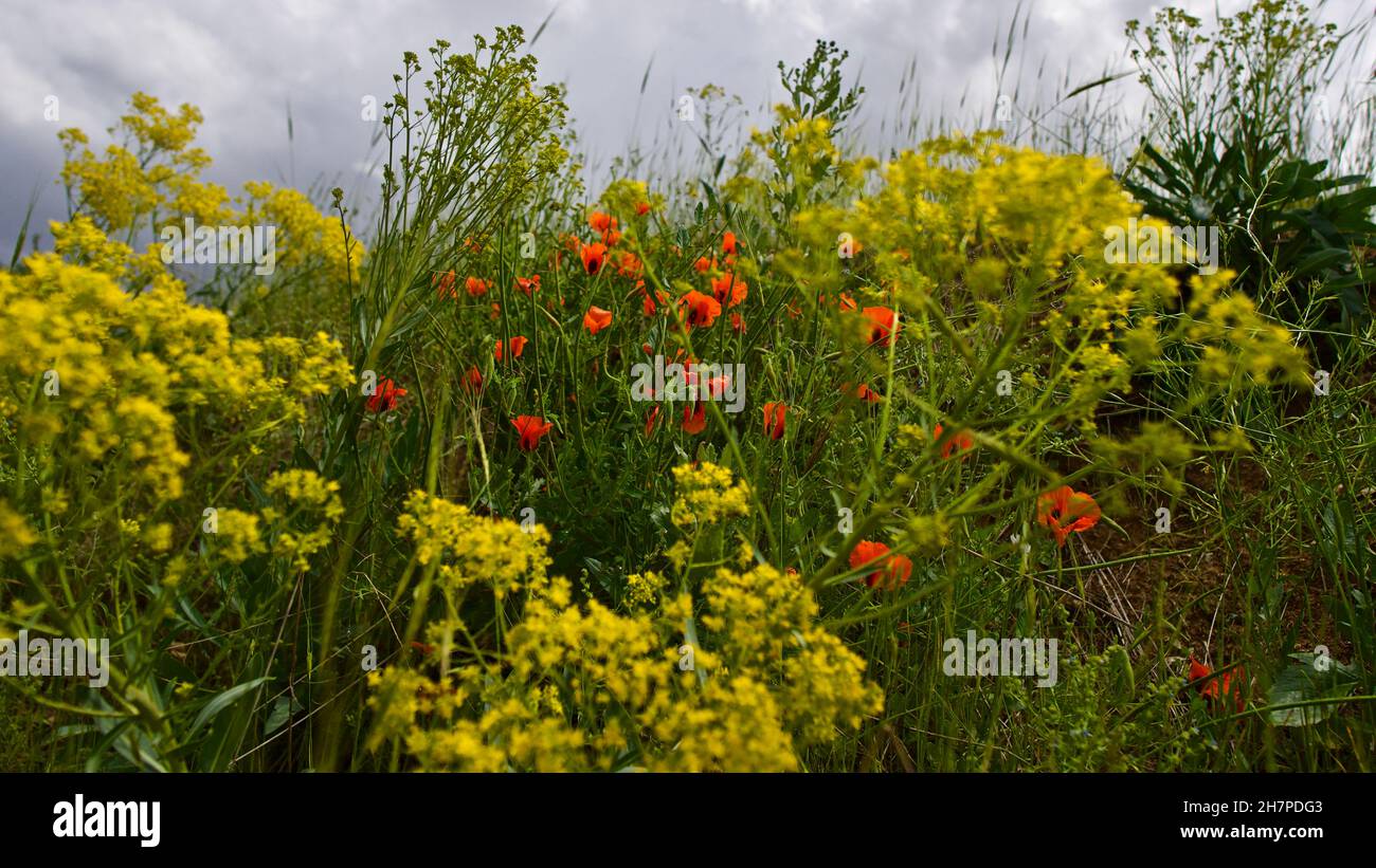 Colorful wild flowers. Green lawns and various kinds of wild flowers ...
