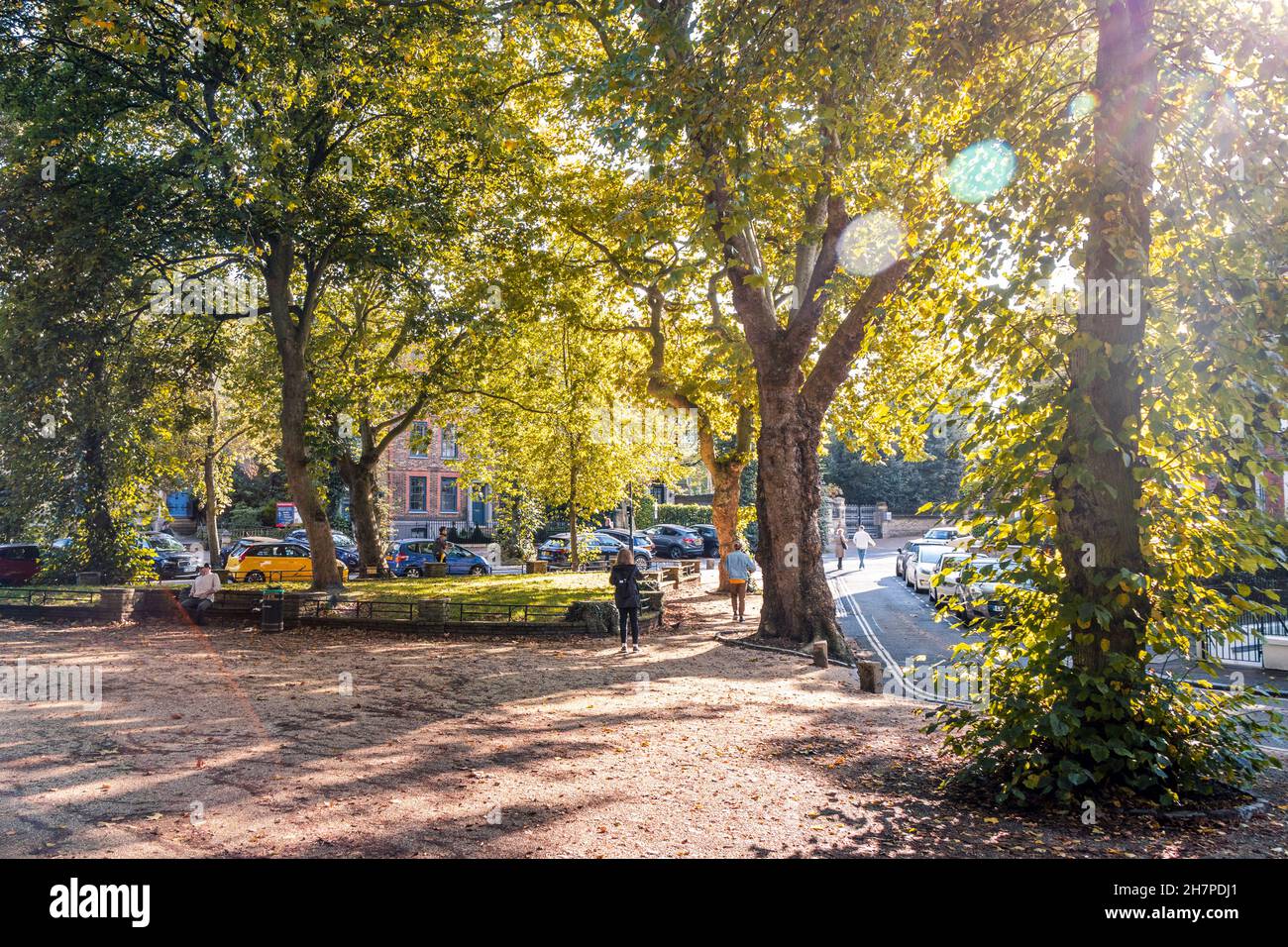 Autumn sunlight filtering through lime trees in Pond Square, Highgate ...