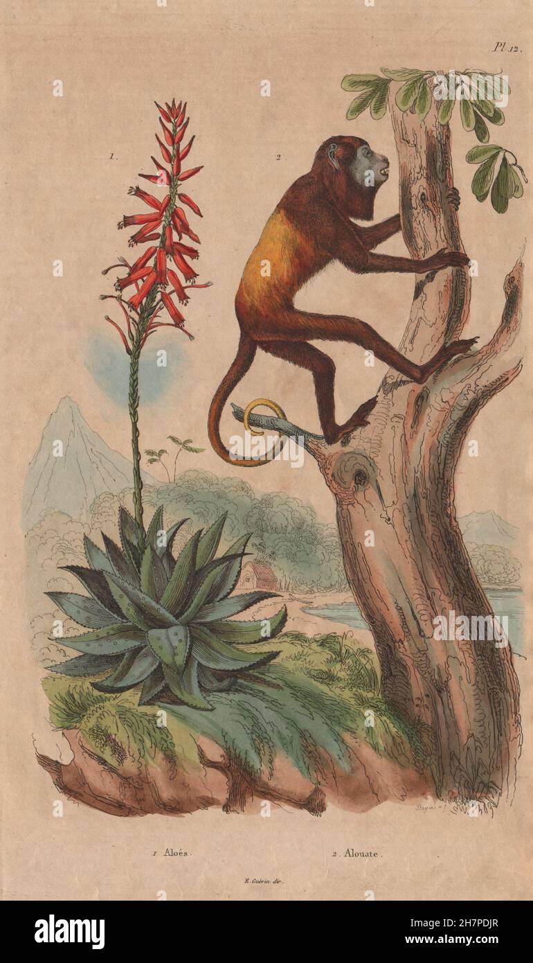 PRIMATES/PLANTS: Aloés (Aloe). Alouate (Howler Monkey), antique print ...