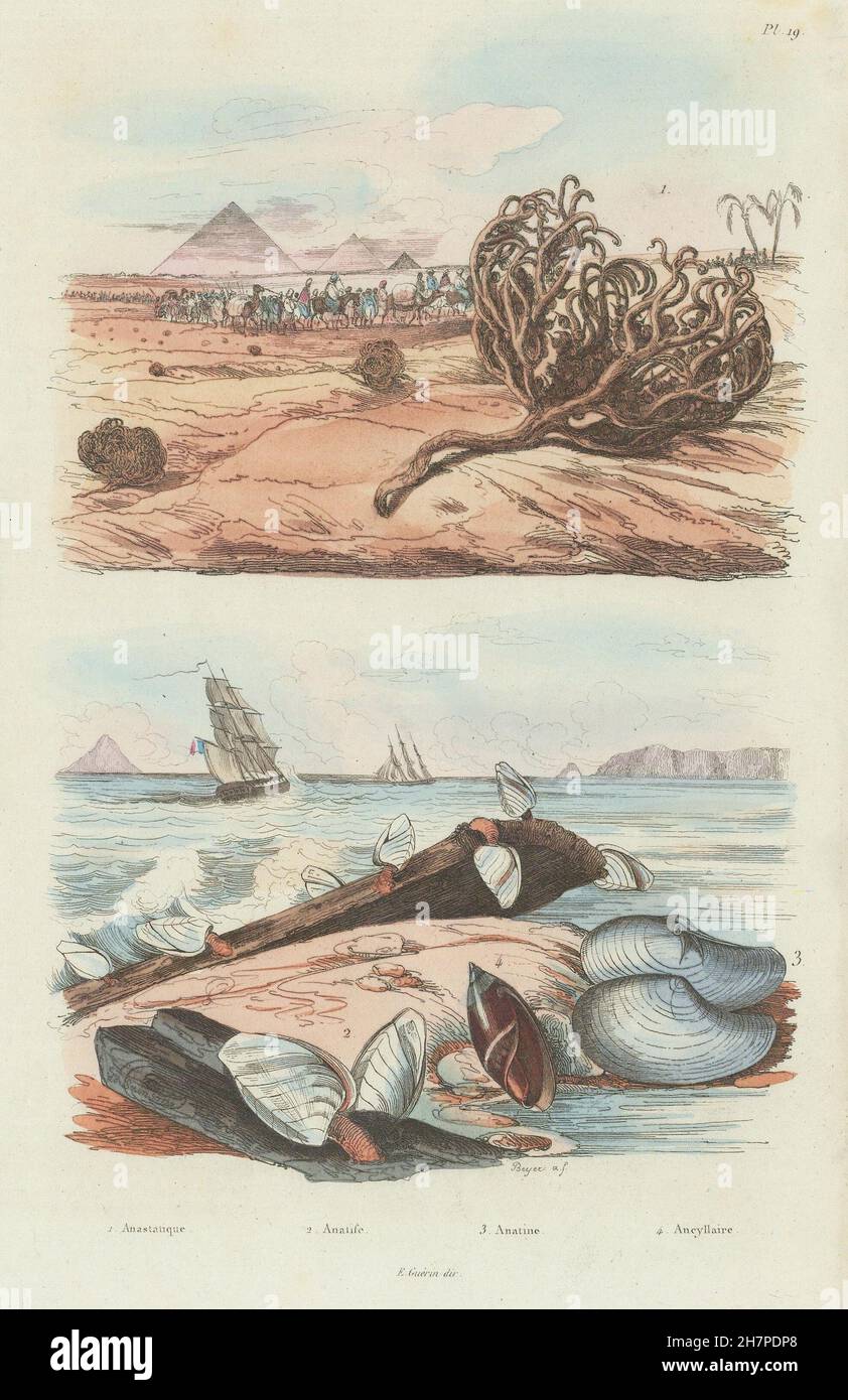 Rose Jericho tumbleweed. Goose barnacles. Anatina clam. Olive snail ...