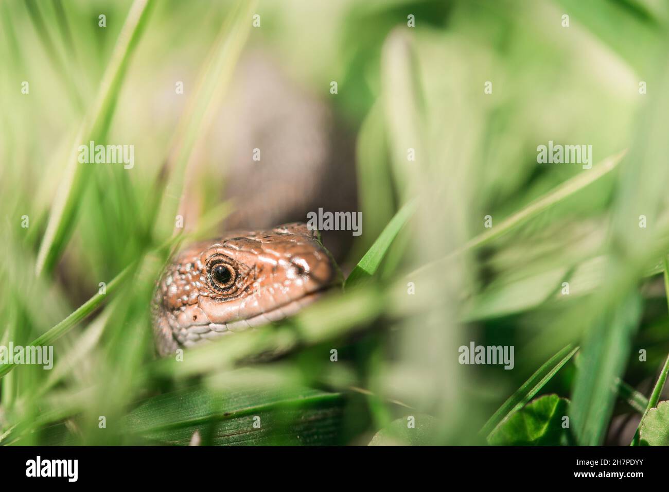 Swedish snake hi-res stock photography and images - Alamy