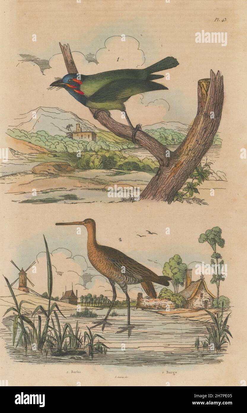 BIRDS: Barbu (Berbet/Barbet). Barge (Black-tailed Godwit), antique ...