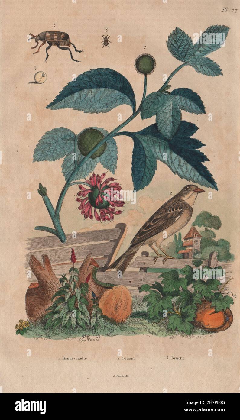 Broussonetia papyrifera (Paper Mulberry). Bunting. Bruchinae (Bean ...