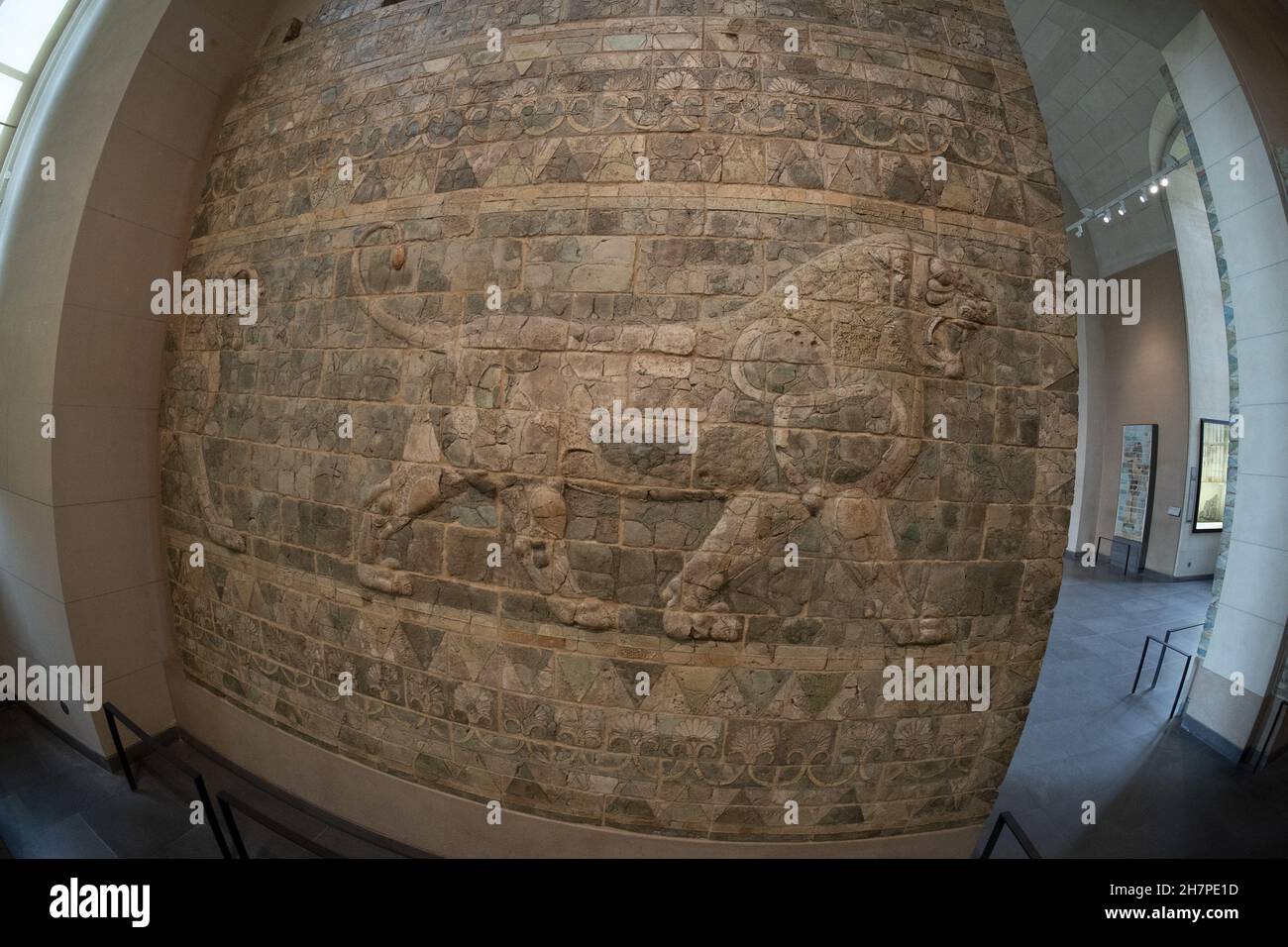 Darius king of Persia palace bas relief detail of Lion Stock Photo - Alamy