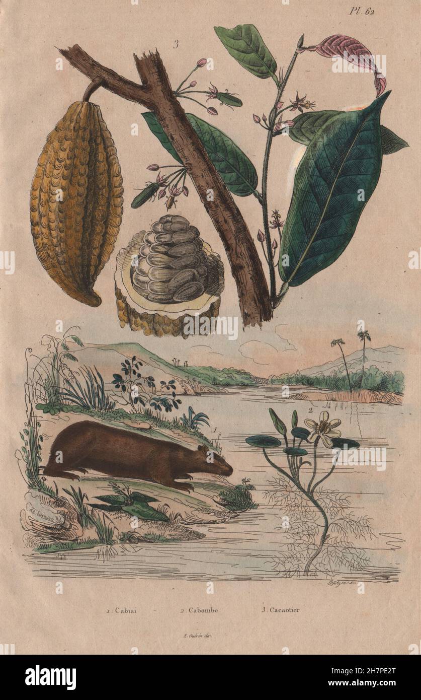 PLANTS: Cabiai (Capybara). Cabombe (Cambomba). Cacaotier (Cacao tree ...