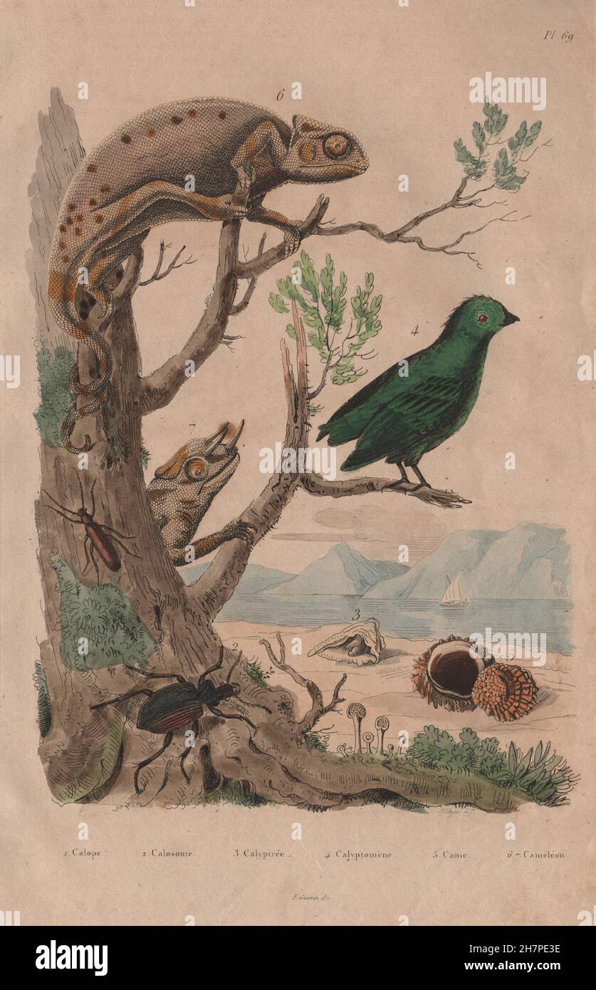 Calopus angustus hi-res stock photography and images - Alamy