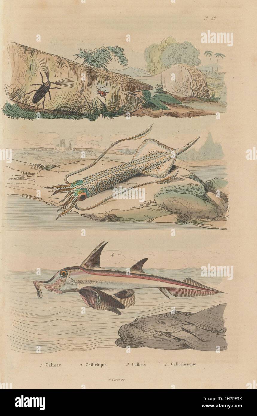 Squid. Callirhipidae. Callistus lunatus ground beetle. Plough-nose ...