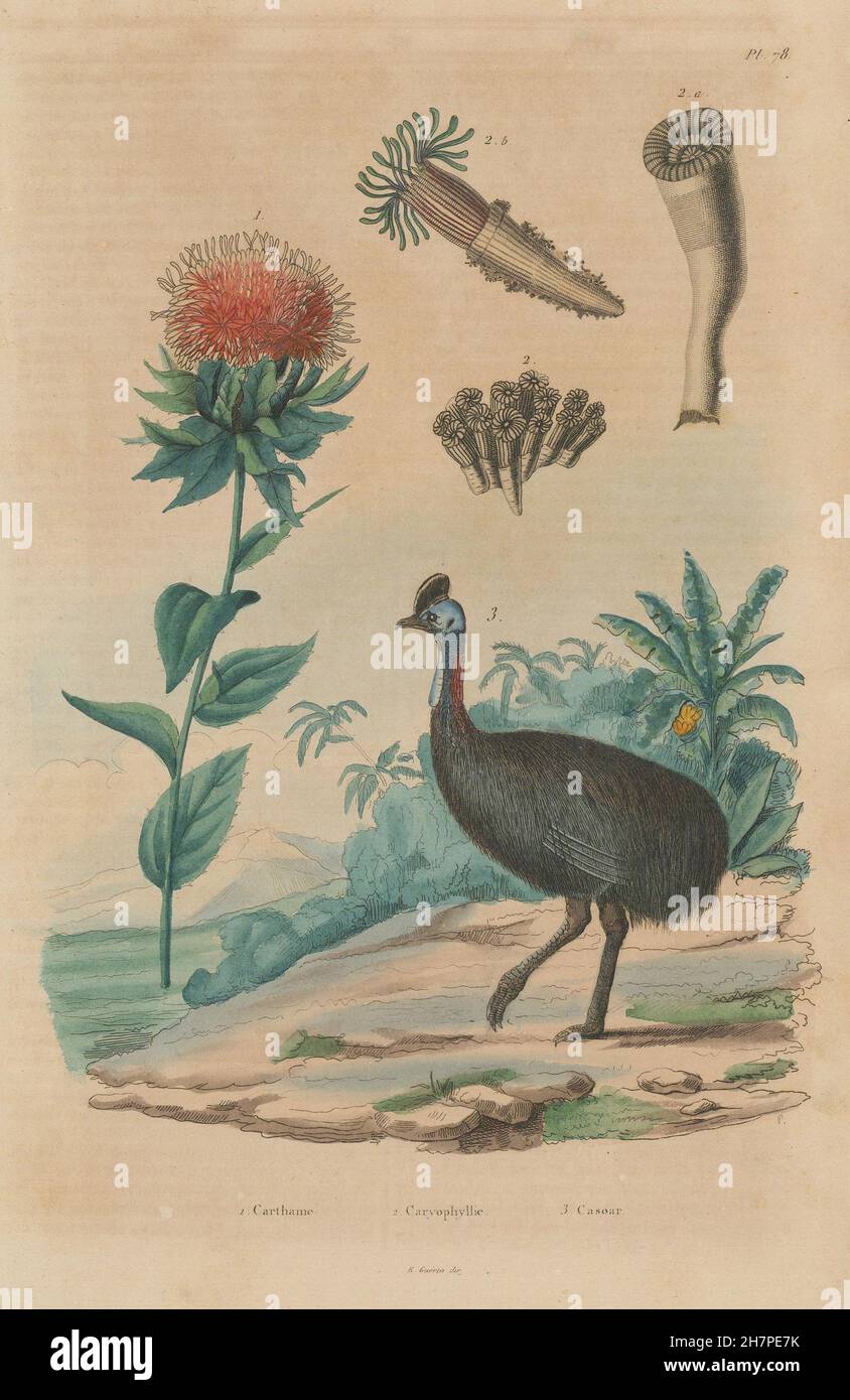 Carthame (Safflower). Caryophyllia (solitary corals). Cásoar (Cassowary ...