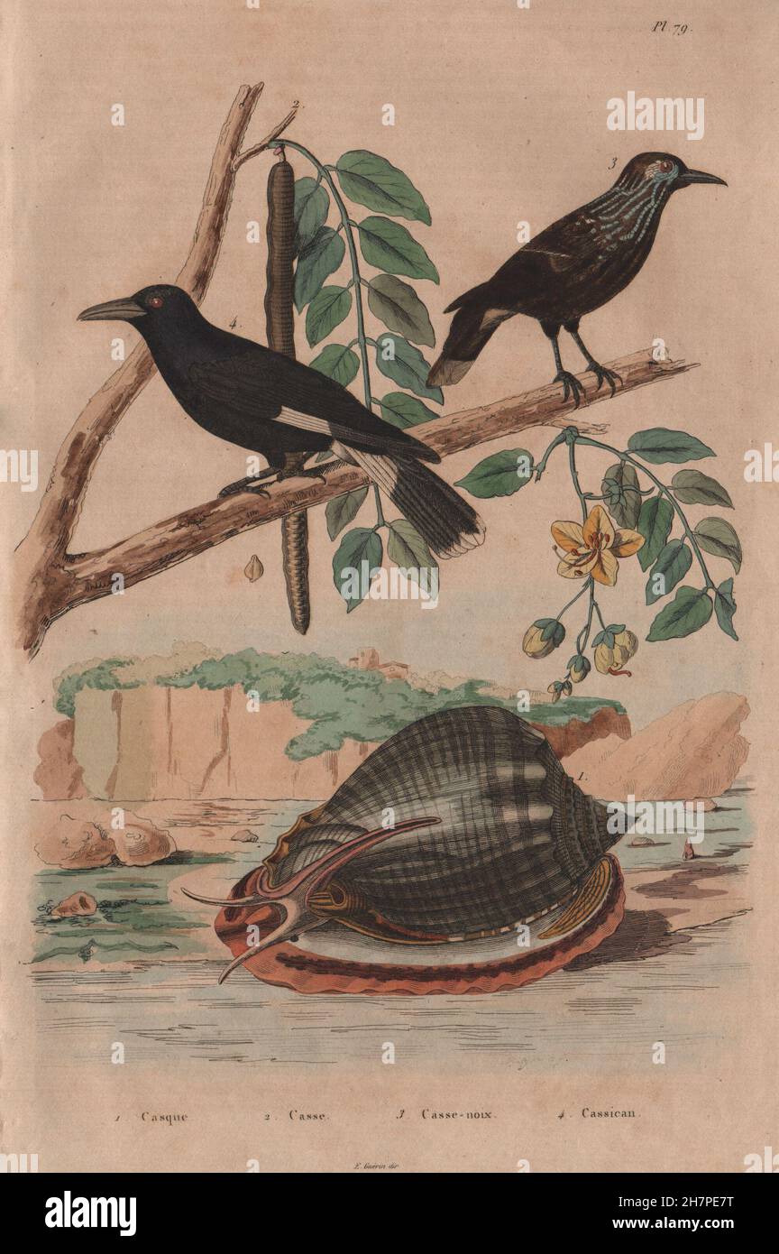 Helmet snail. Cassia tree. Cassenoix/Nutcracker. Cassican/Australian ...