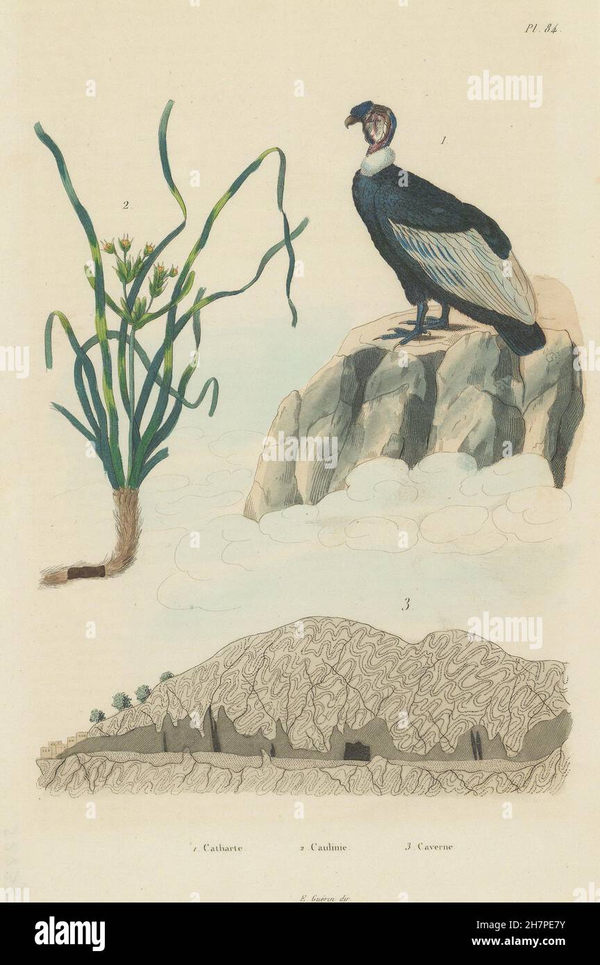 Catharte (Turkey Vulture). Caulinia (Najas). Caverne (Cave), old print ...