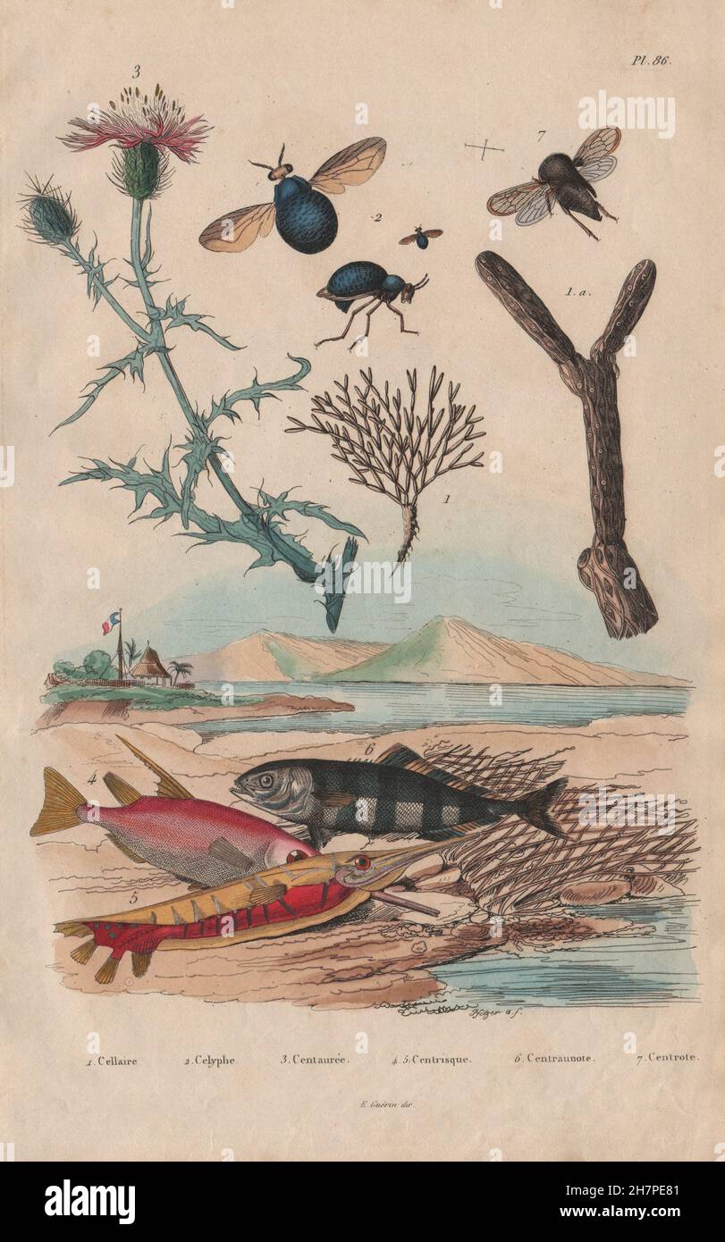 Celyphidae/beetle flies.Centaurea.Shrimpfish.Centrotus cornutus ...