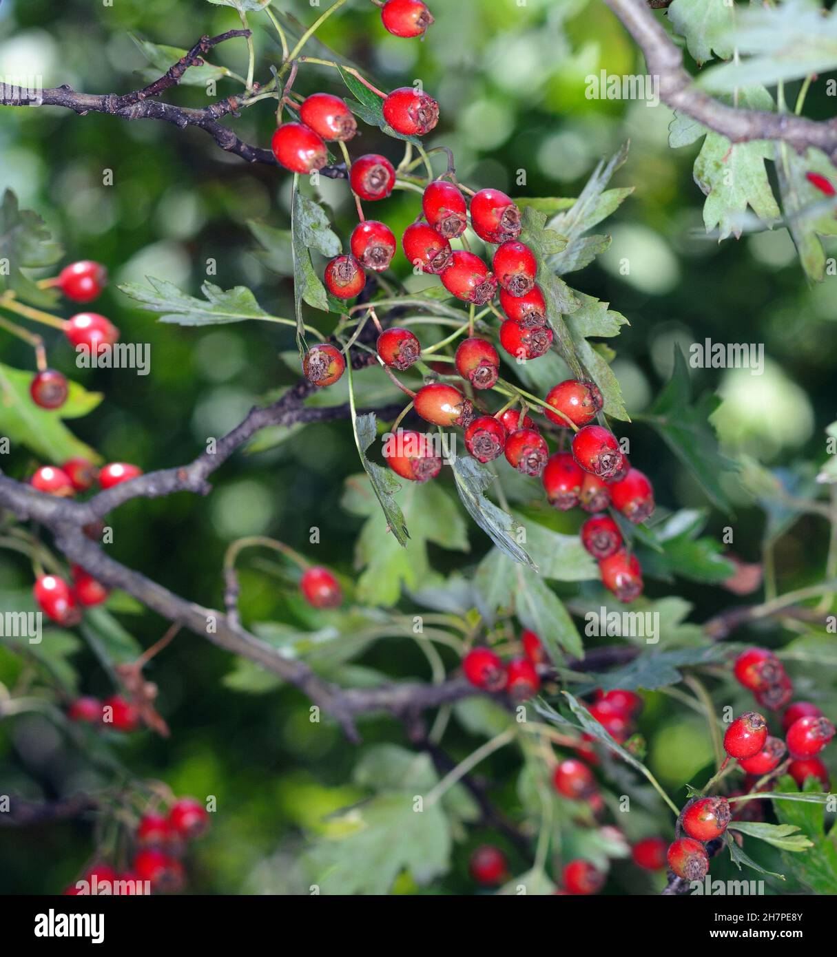 Red fruit of Crataegus monogyna, known as hawthorn or single-seeded ...