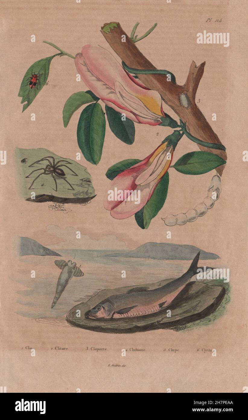 Clio pyramidata.Clitoria/butterfly pea.Sac spider.Herring.Clytra ...