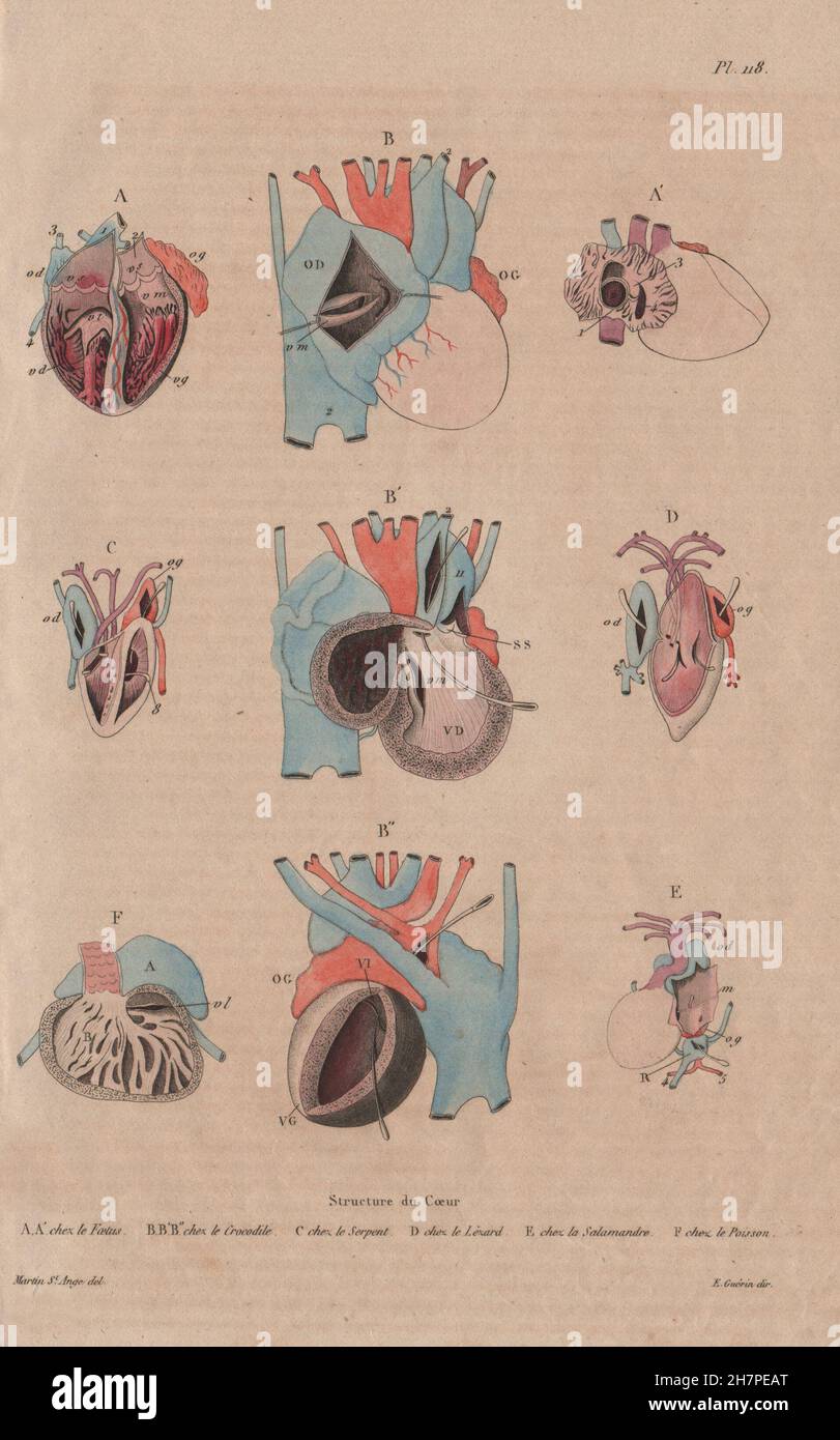 STRUCTURE OF THE HEART: Foetus. Crocodile. Snake. Lizard Salamander ...