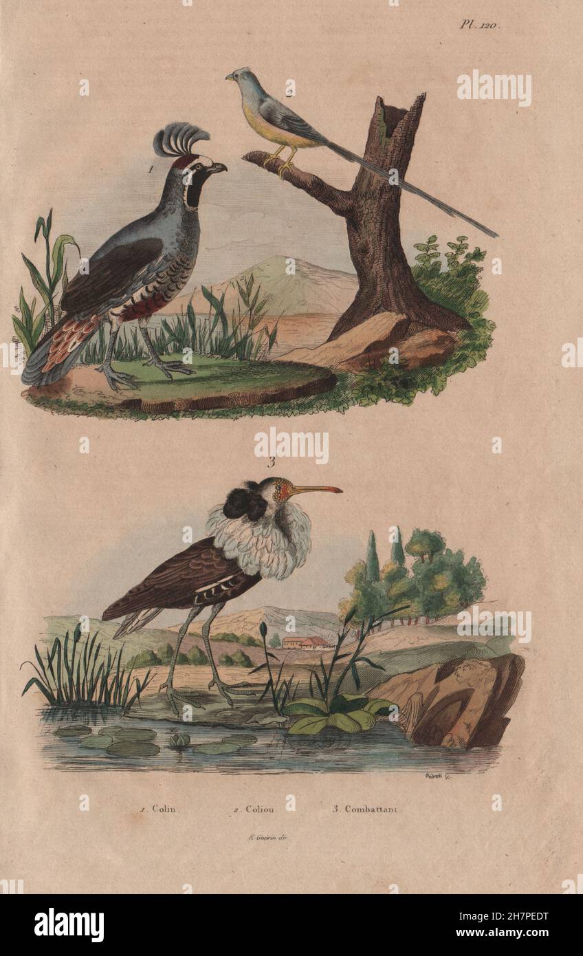 3 militaria hi-res stock photography and images - Alamy