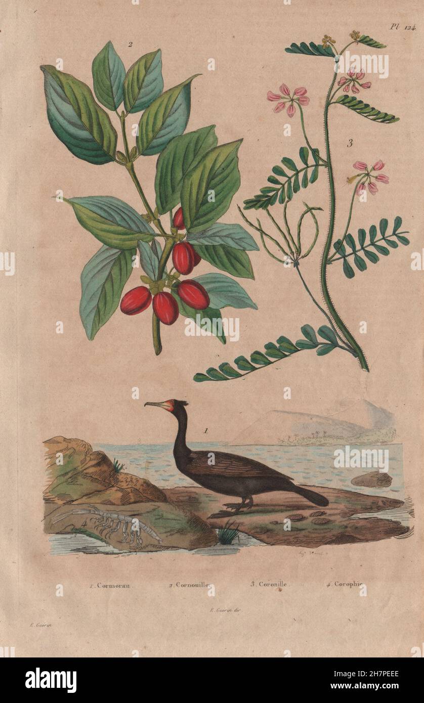 Cormorant.Dogwood. Coronilla valentina (scorpion vetch) Corophium ...