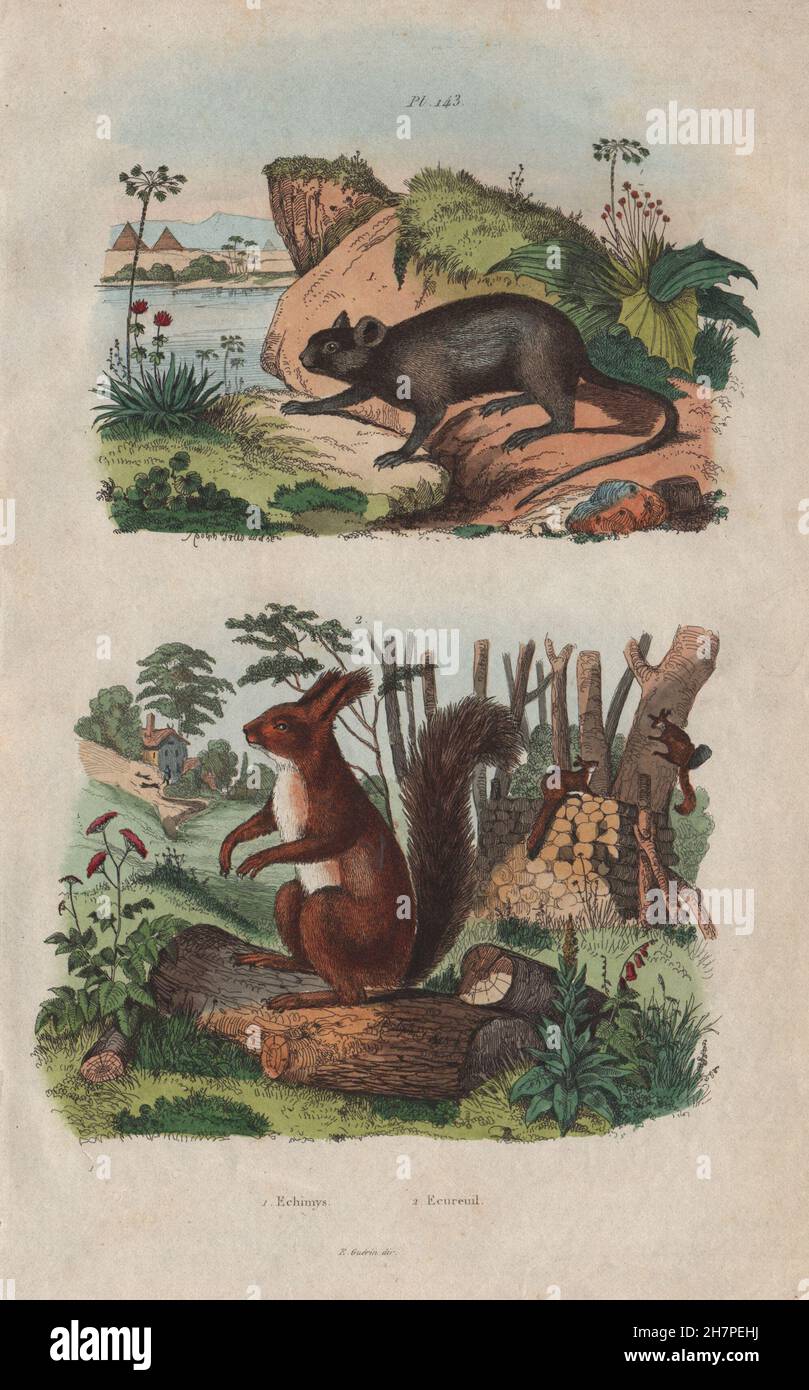 RODENTS: Echimys (Spiny Tree-rat). Ecureuil (Squirrel), antique print ...