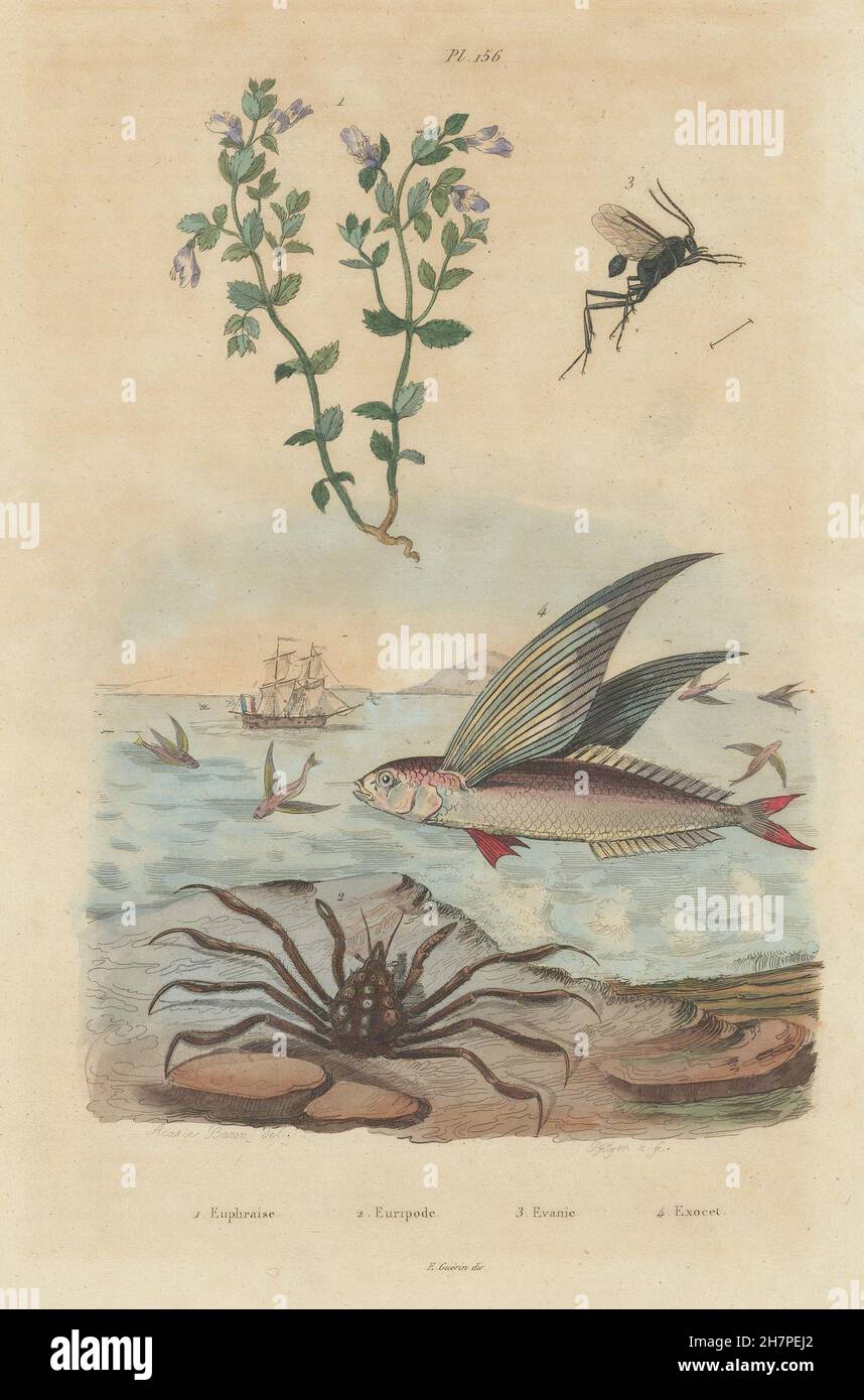 Euphraisa (eyebright). Japanese spider crab. Evaniidae wasp. Flying ...