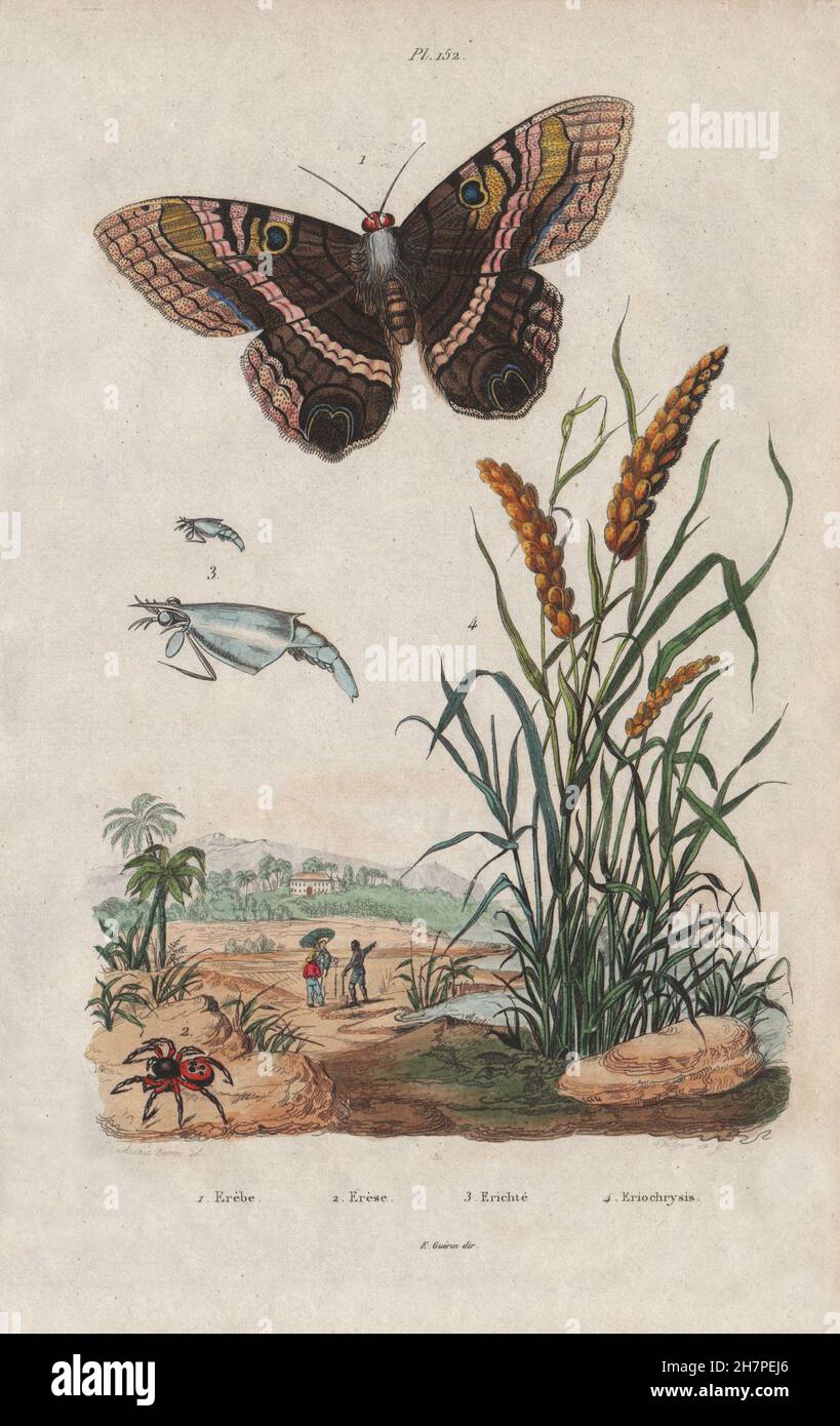 Erebus moth. Eresus cinnaberinus (Ladybird Spider). Eriochrysis grass ...