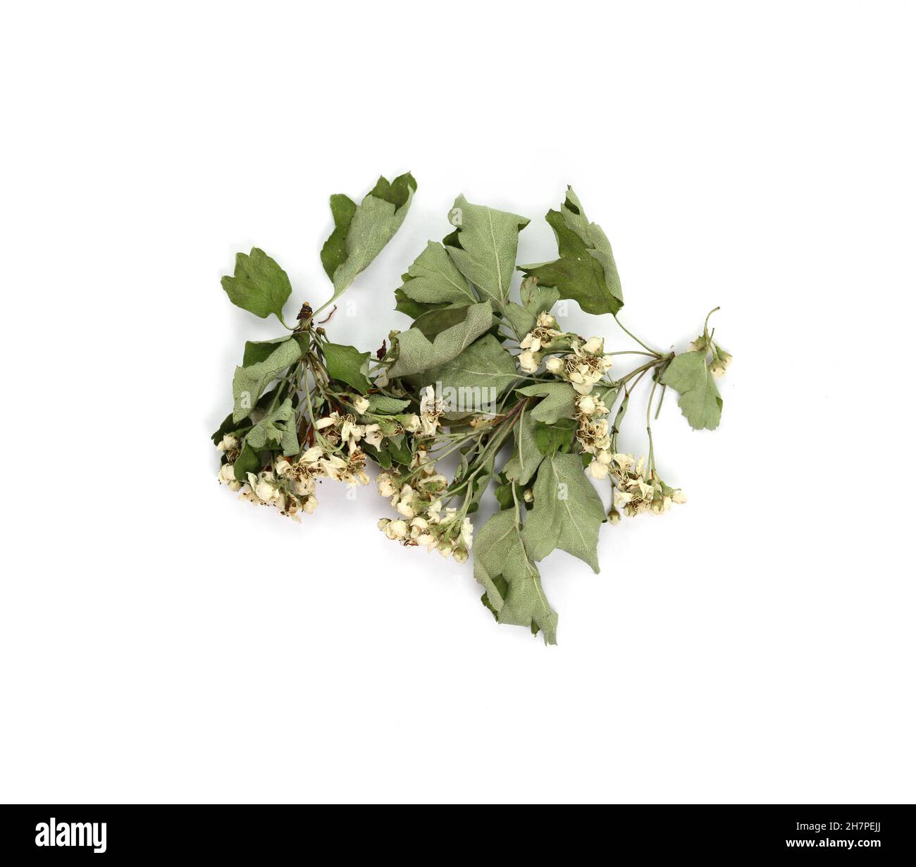 Dried medicinal herbs raw materials isolated on white. Flower Crataegus ...