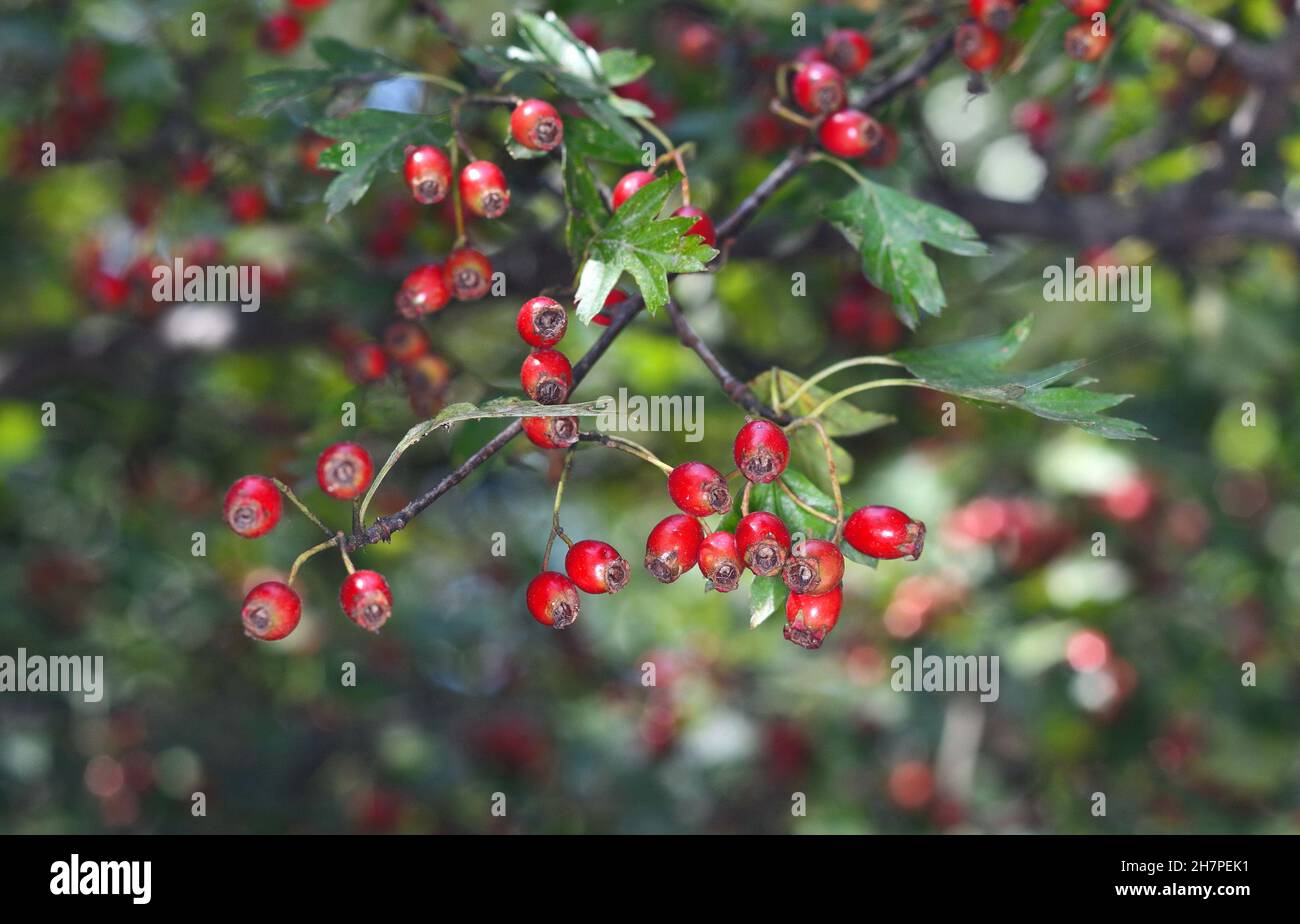 Red fruit of Crataegus monogyna, known as hawthorn or single-seeded hawthorn ( may, mayblossom ...