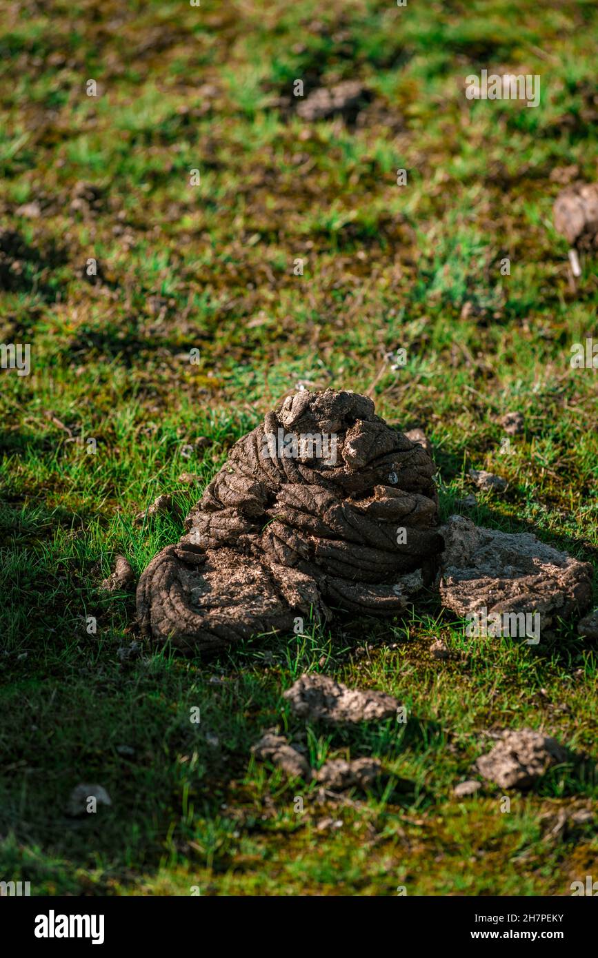 Cow pie hi-res stock photography and images - Alamy