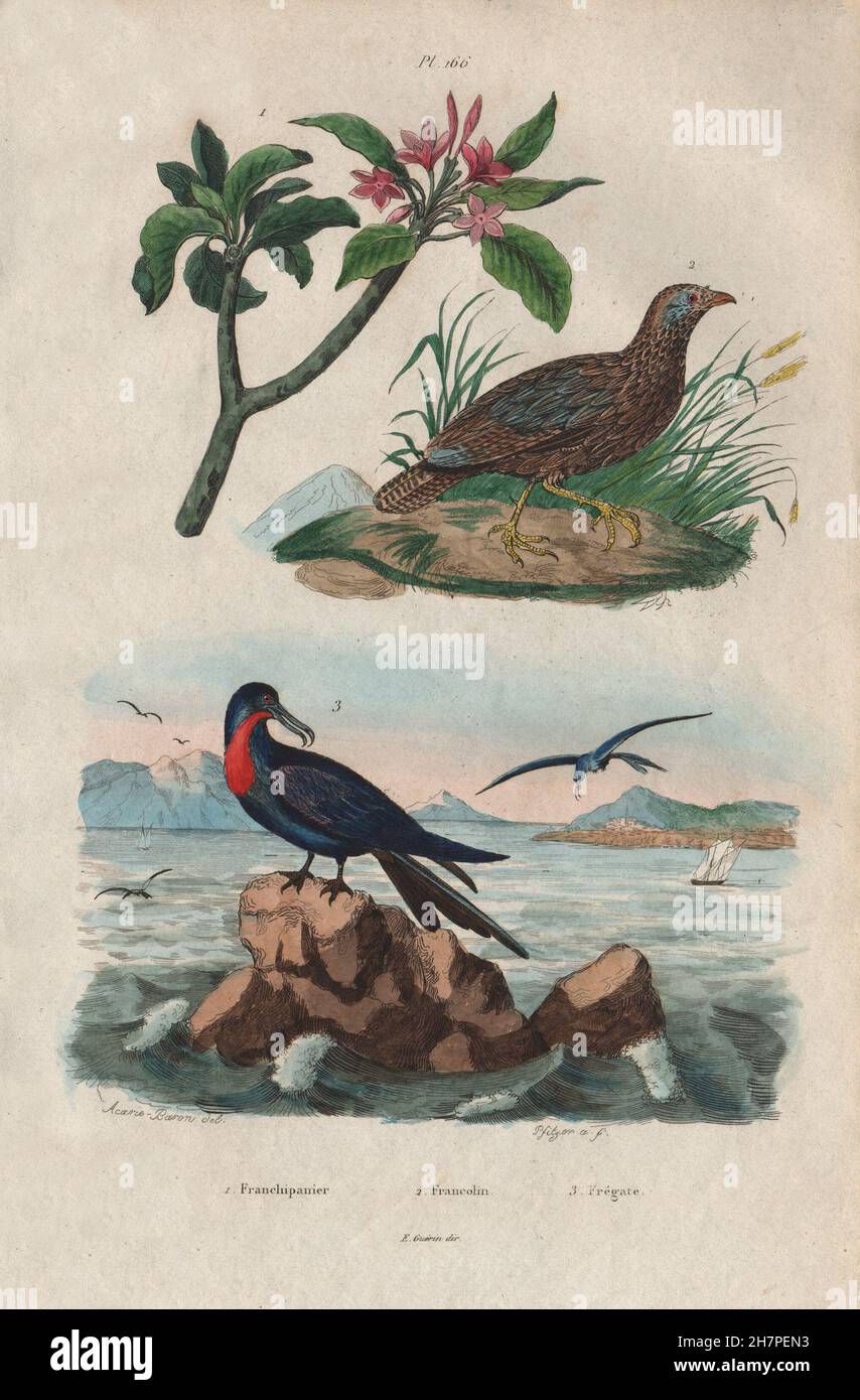BIRDS: Frangipani. Francolin. Frégate (Frigatebird), antique print 1833 ...