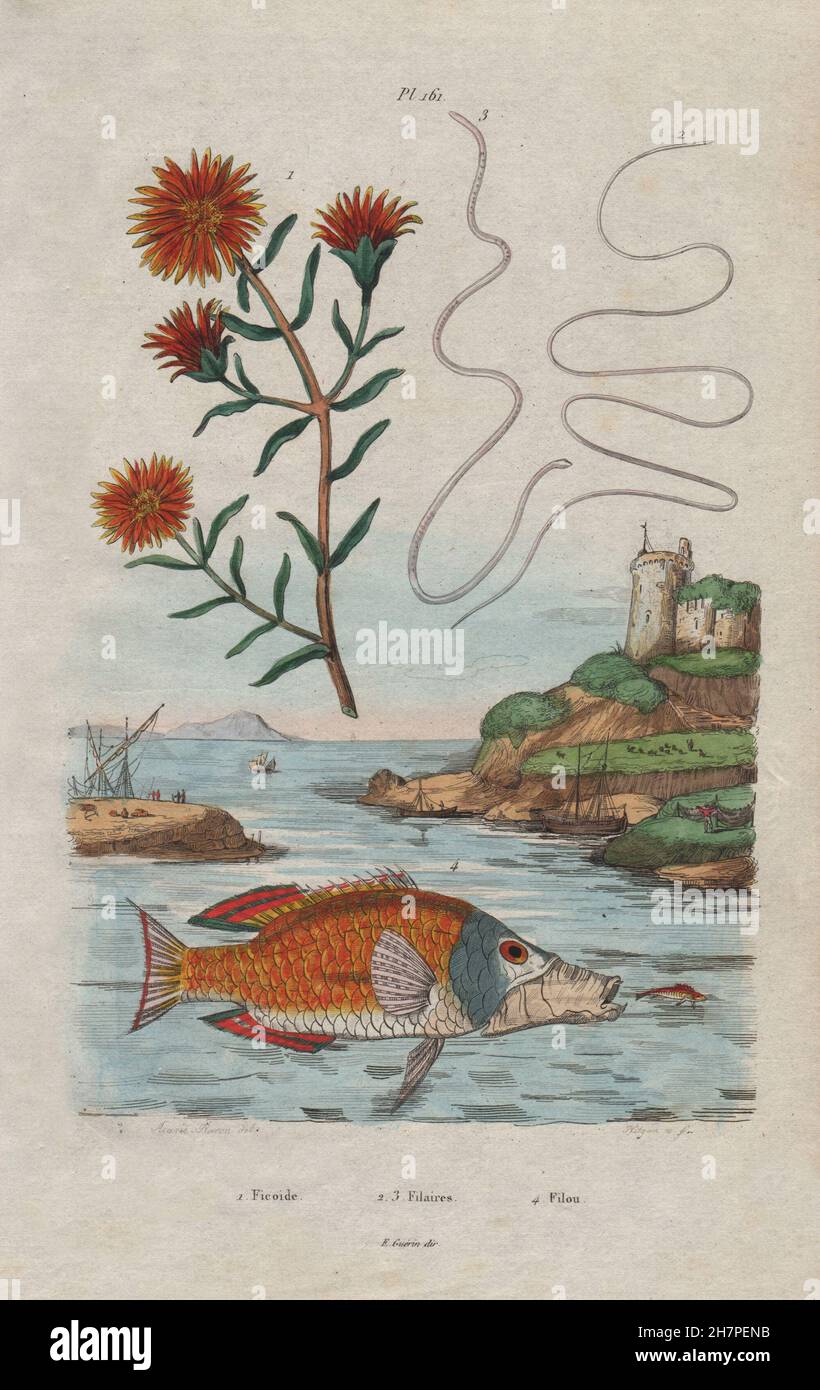 Fig 1 3 hi-res stock photography and images - Alamy