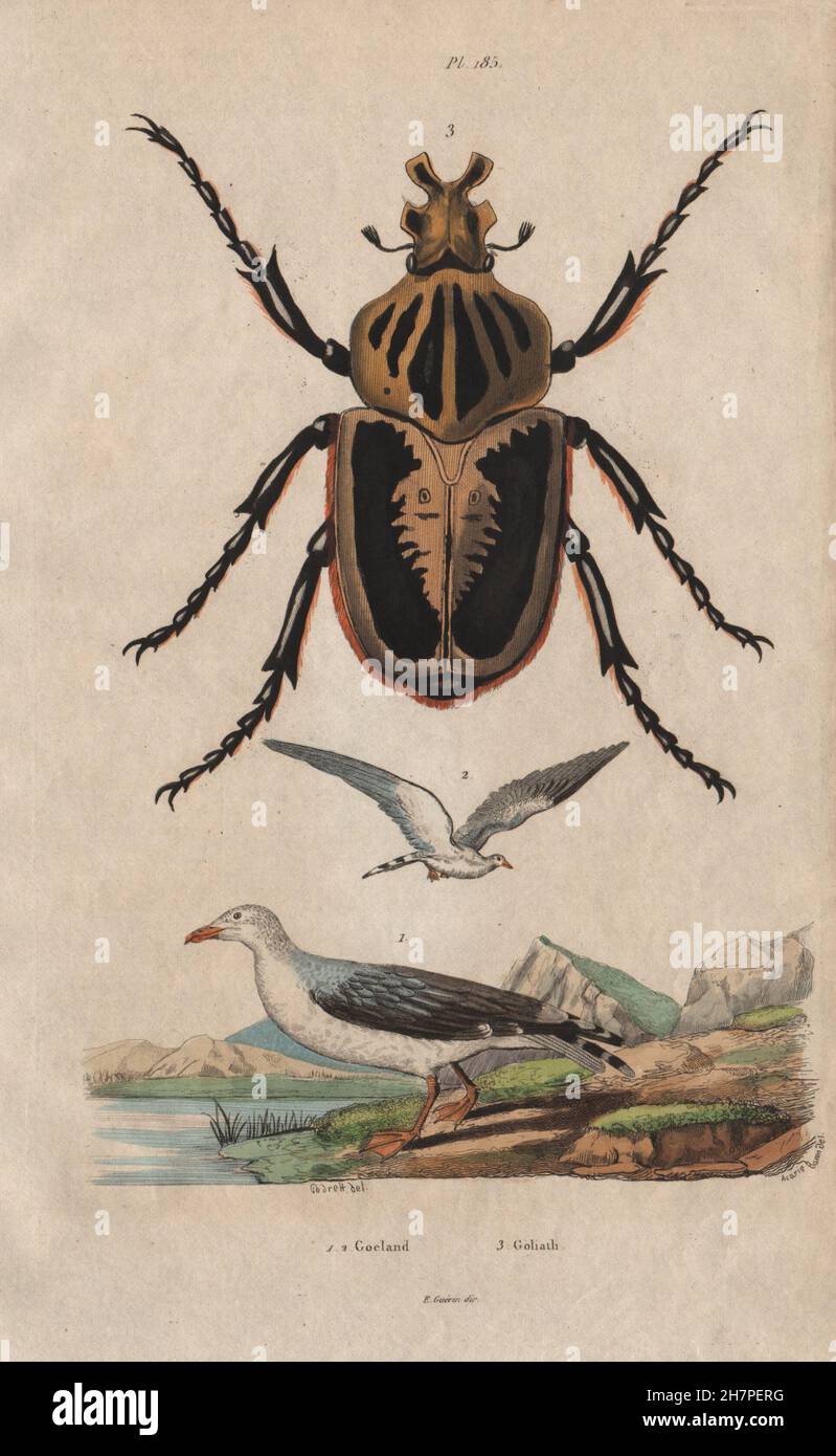 Goliath beetle hand hi-res stock photography and images - Alamy