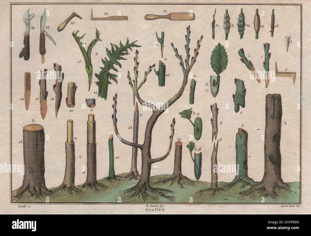 Baron trees hi-res stock photography and images - Alamy