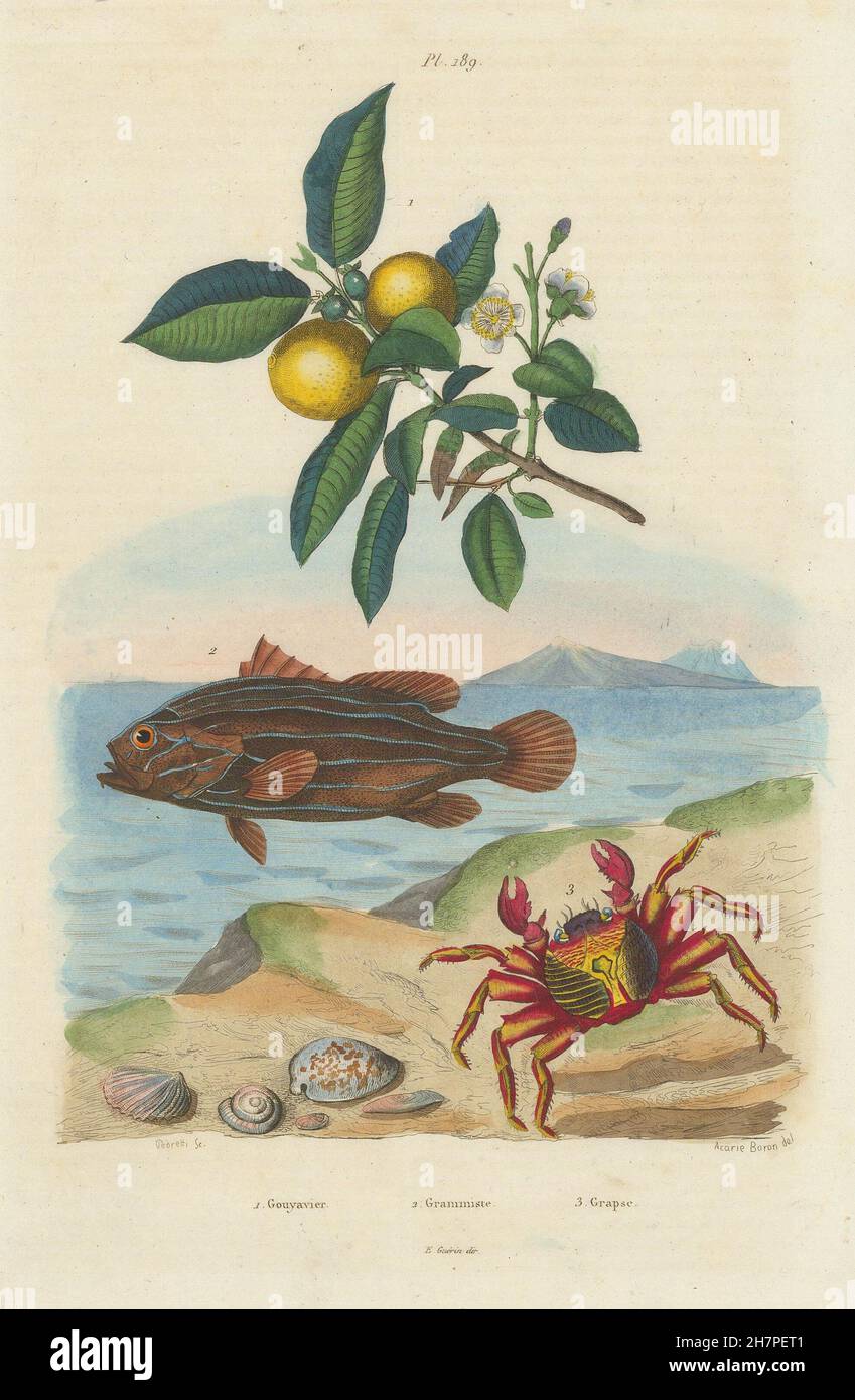 Gouyavier (Guava Tree). Six-Lined Soapfish. Grapsus (Sally Lightfoot ...