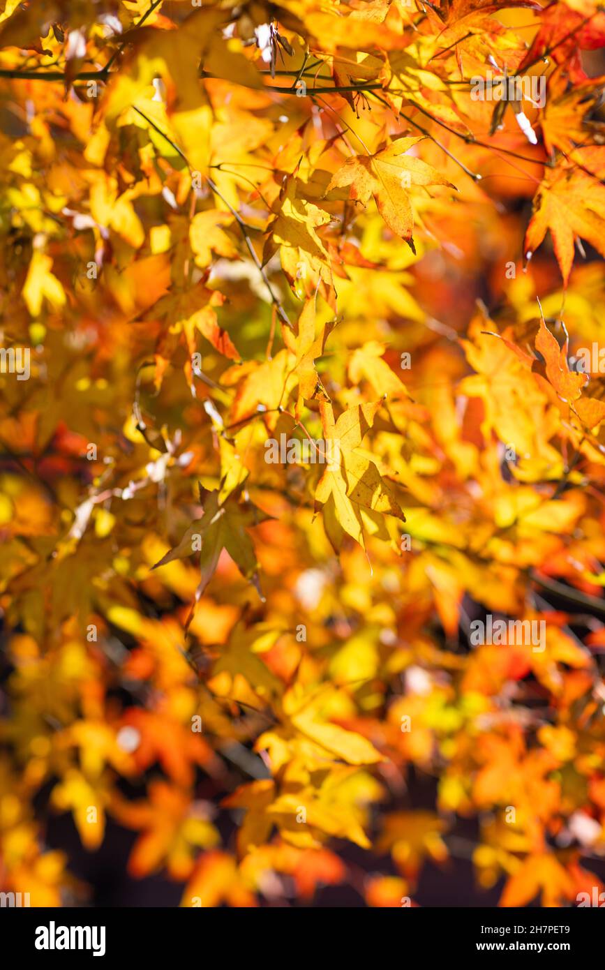 Beautiful autumnal background with maple tree leaves red yellow orange colors at sunny day in ...