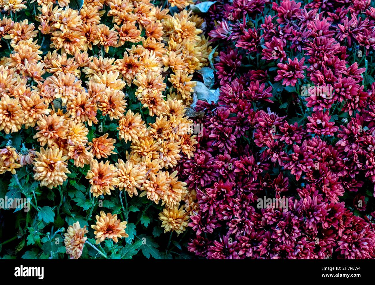 Blooms late winter hi-res stock photography and images - Alamy