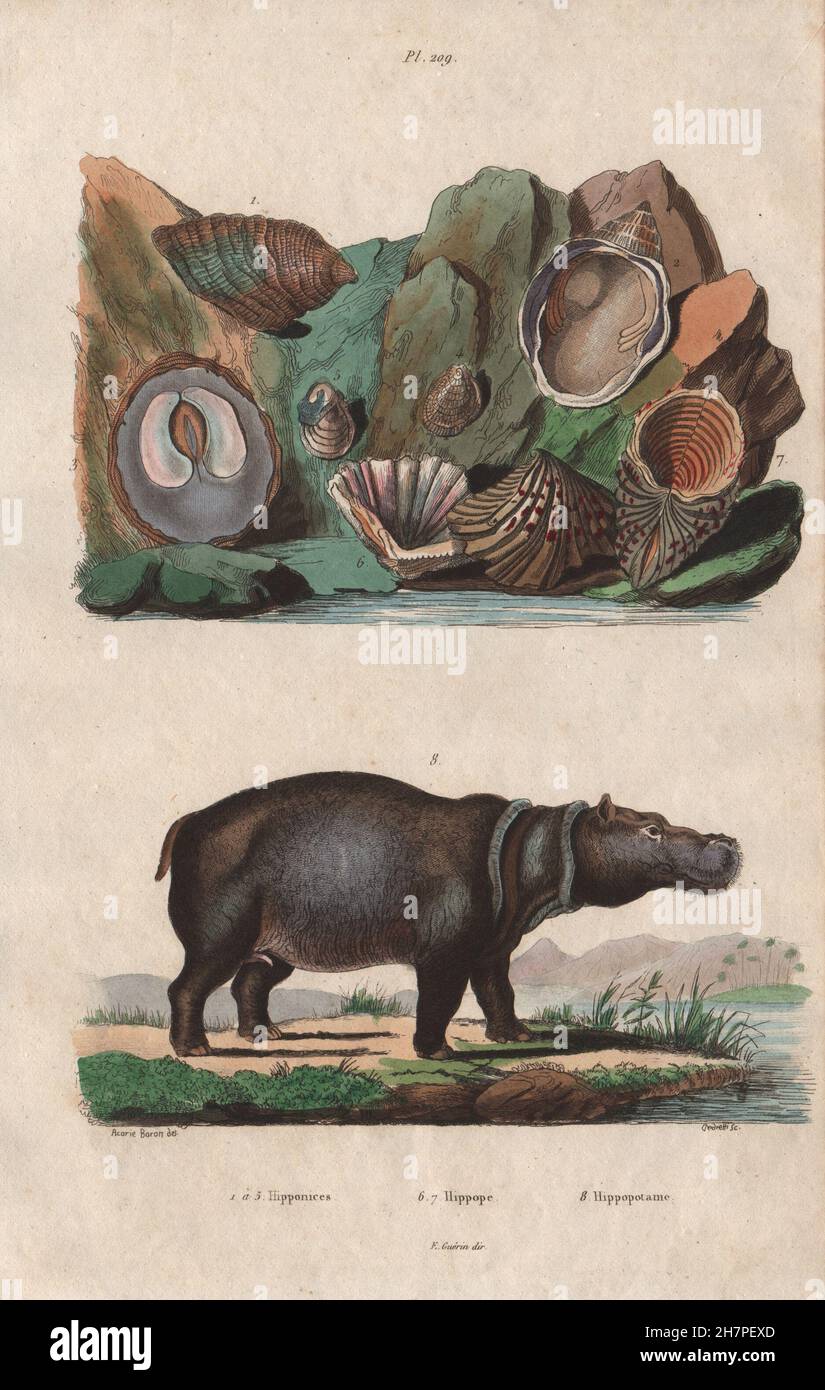 Hipponix (hoof snails/shells). Cardita hippopea. Hippopotame ...