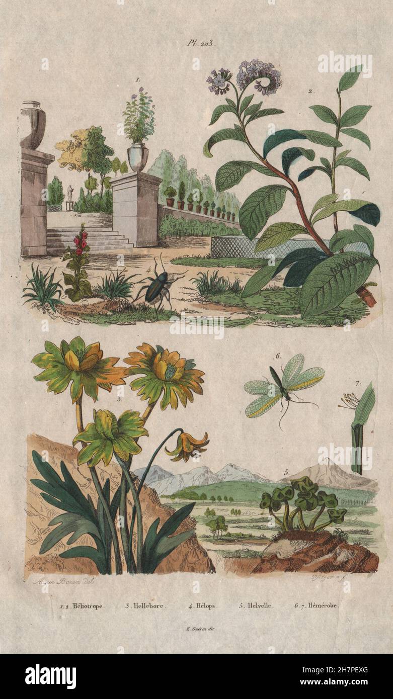 Heliotropium. Helleborus. Helops caeruleus beetle. Helvella fungus ...