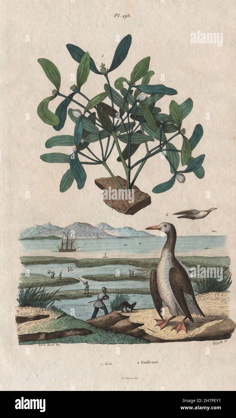 Gui gui hi-res stock photography and images - Alamy