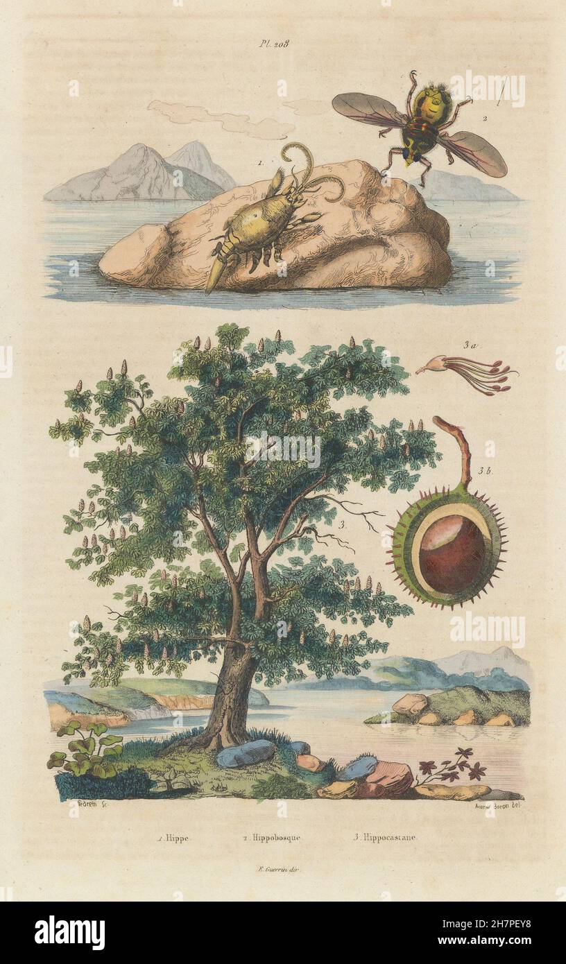 Hippidae (mole crab). Hippobosca fly. Hippocastanum (horse chestnut ...