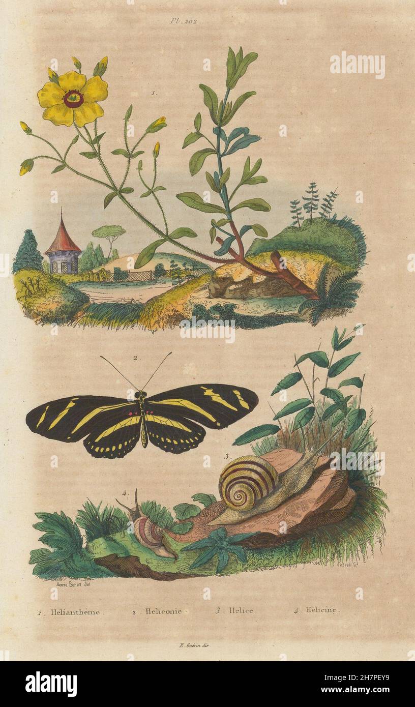 Rock rose. Heliconius/longwing butterfly.Arianta/Helix (copse/edible ...