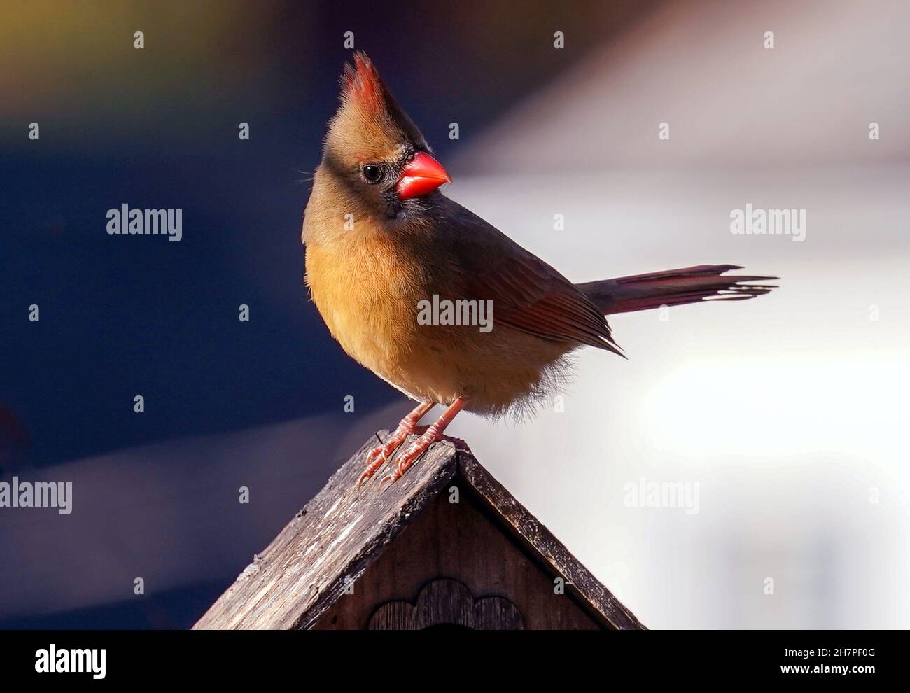 Female Northern Cardinal on the roof of a bird house Stock Photo - Alamy