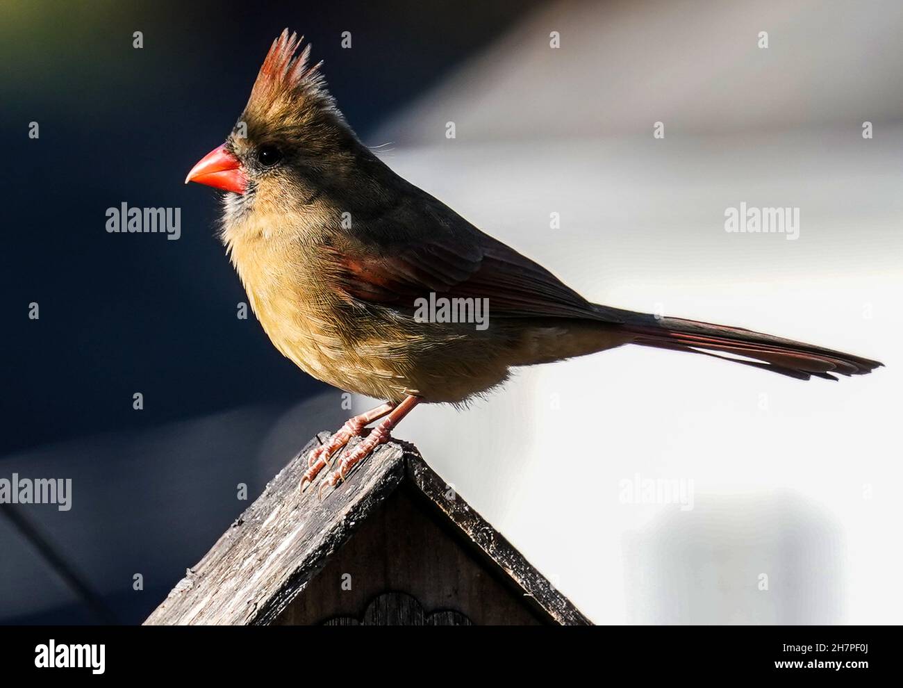 Female cardinal bird hi-res stock photography and images - Alamy