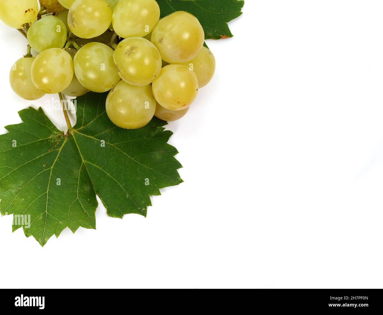 Grape with leaves isolated on white. With clipping path. Full depth of ...
