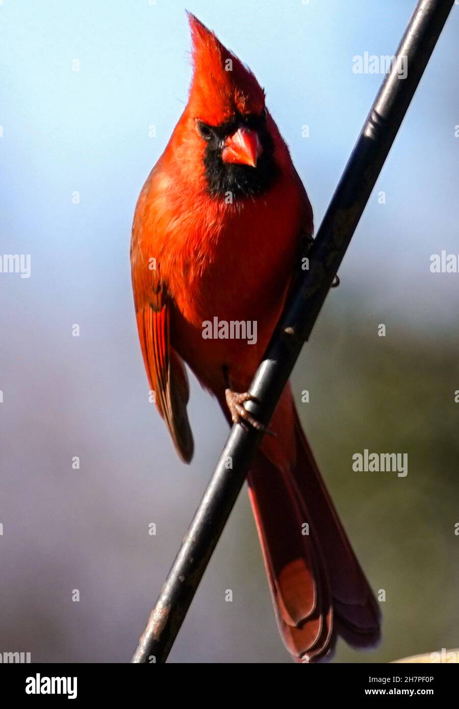 Cardinal pole hi-res stock photography and images - Alamy