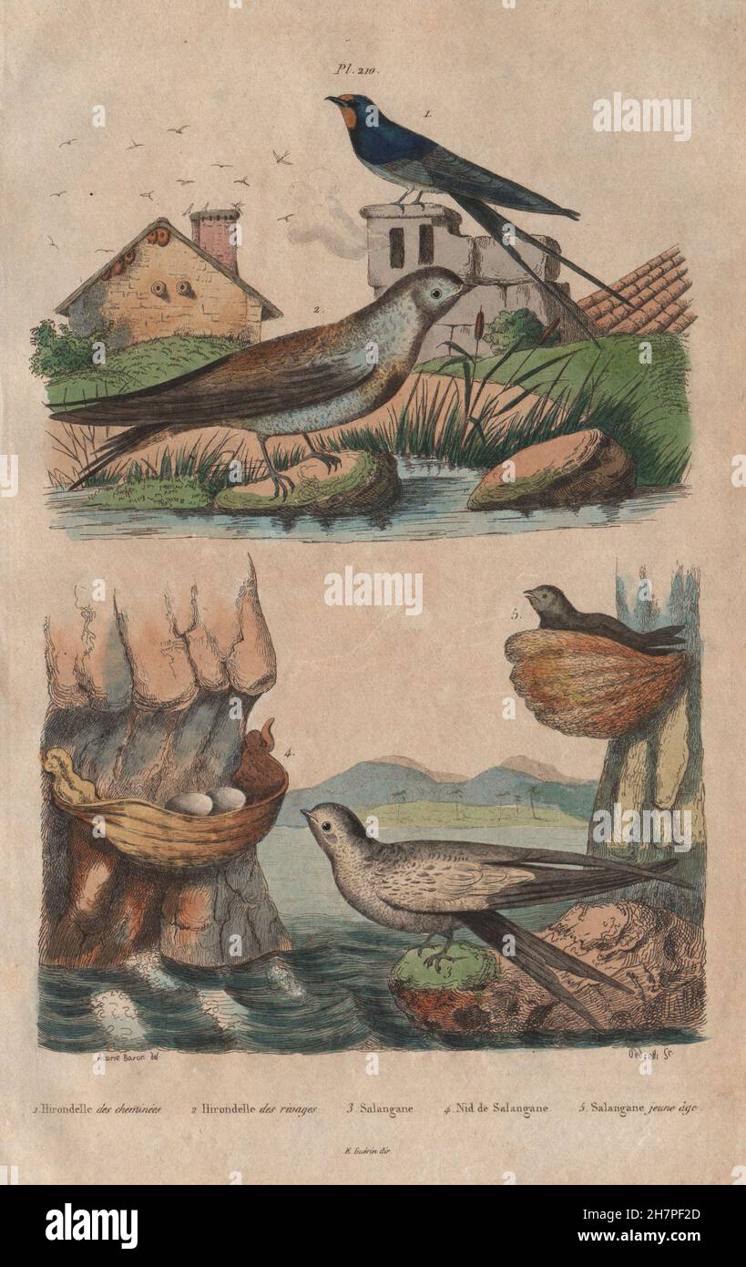 Chimney swift nest hi-res stock photography and images - Alamy