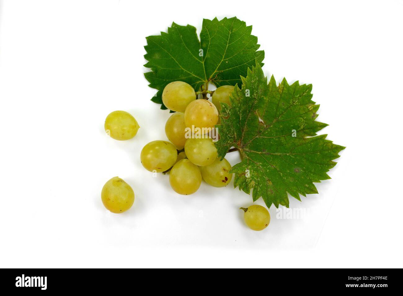 Grape with leaves isolated on white. With clipping path. Full depth of ...