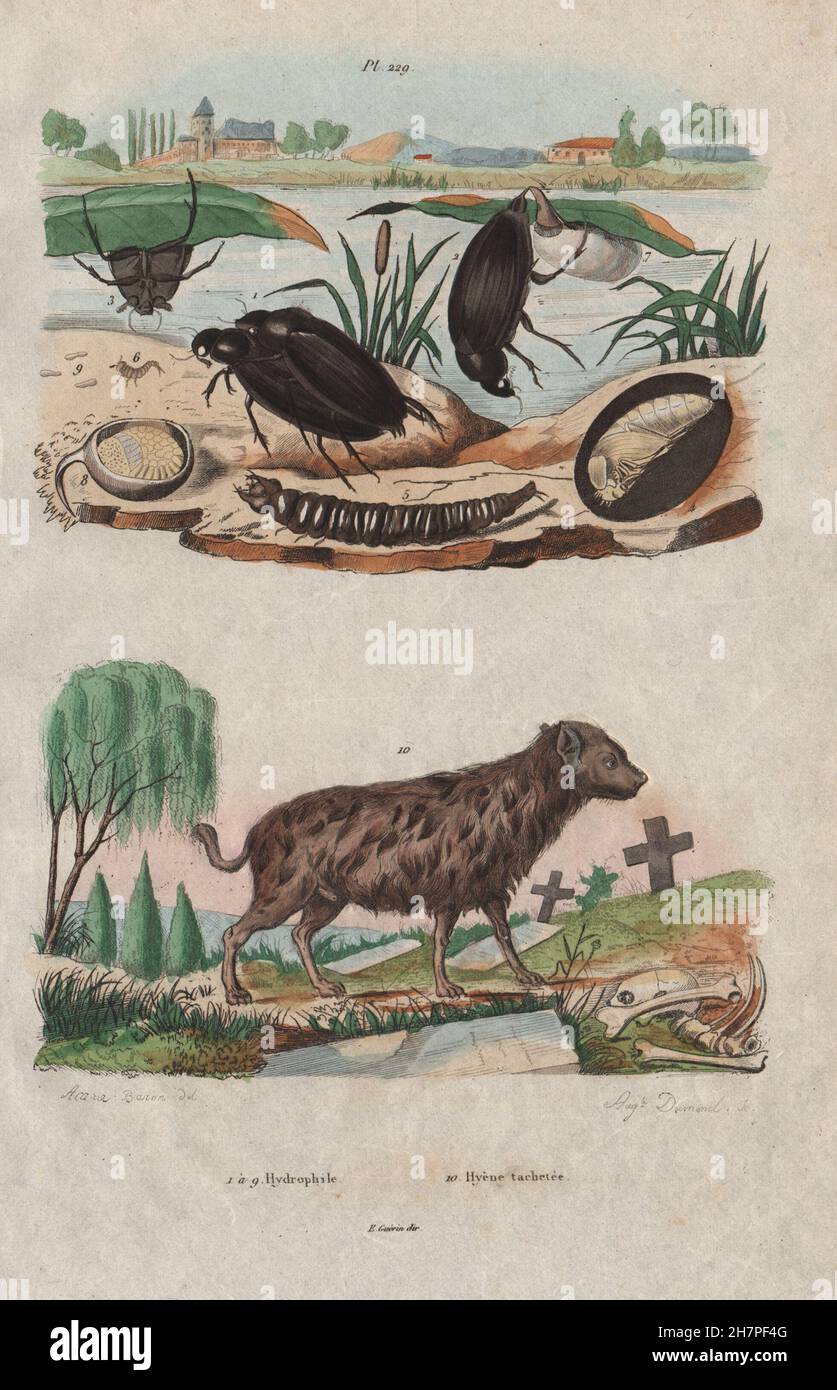 Hydrophilus Piceus (Great Silver Water Beetle). Spotted Hyena, old ...