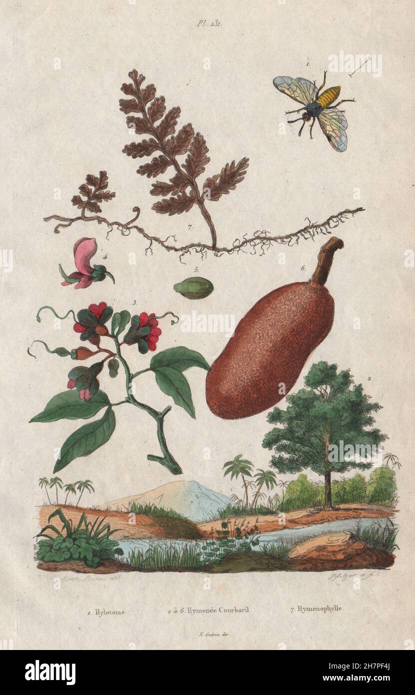 Arge ochropus (rose sawfly). Hymenaea courbaril. Hymenophyllum (filmy ...