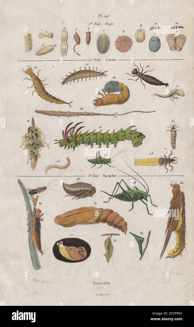 INSECTS: Insectes. 3 life stages. Eggs. Larvae., antique print 1833 ...