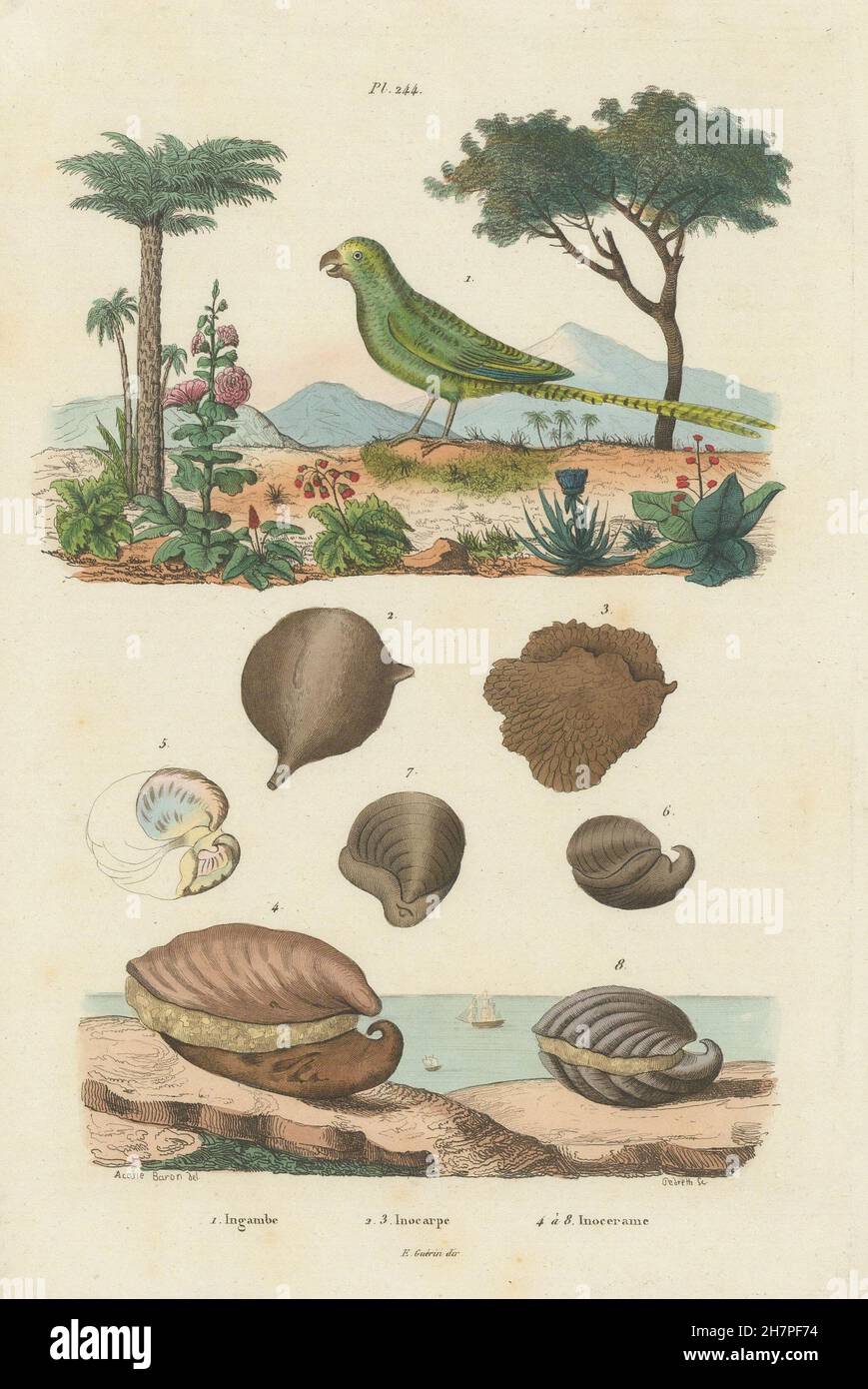 Ground parrot. Inocarpus (Tahitian chestnut). Inoceramus extinct ...
