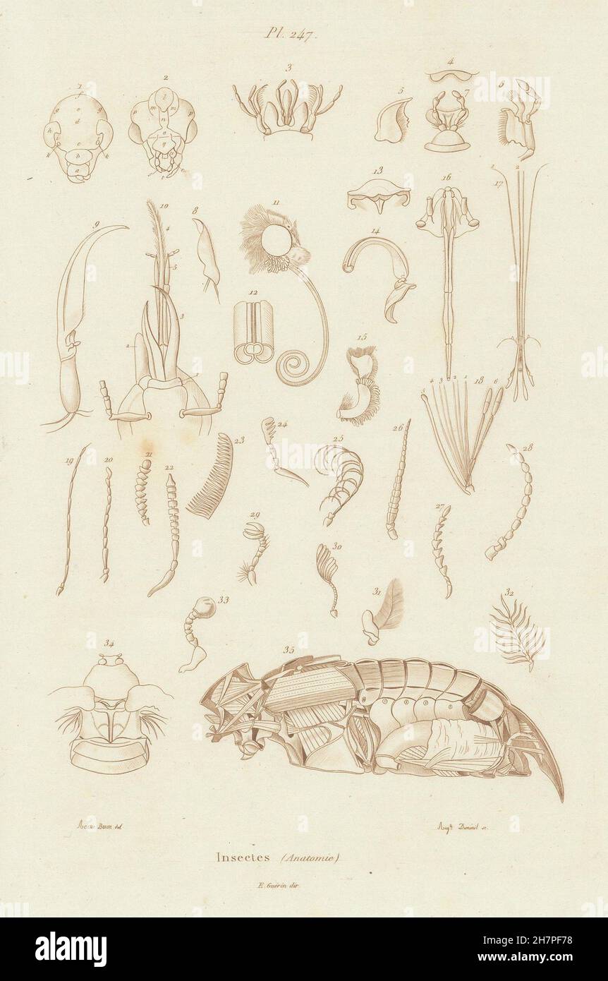 INSECTS: Insectes. Anatomie Anatomy I, antique print 1833 Stock Photo ...