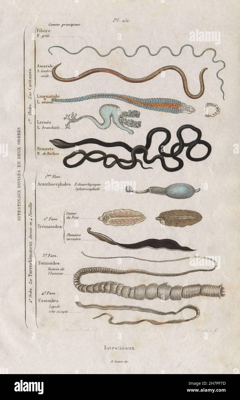 Intestinal parasites hi-res stock photography and images - Alamy